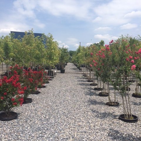 Garden Center – Pine Ridge Nursery